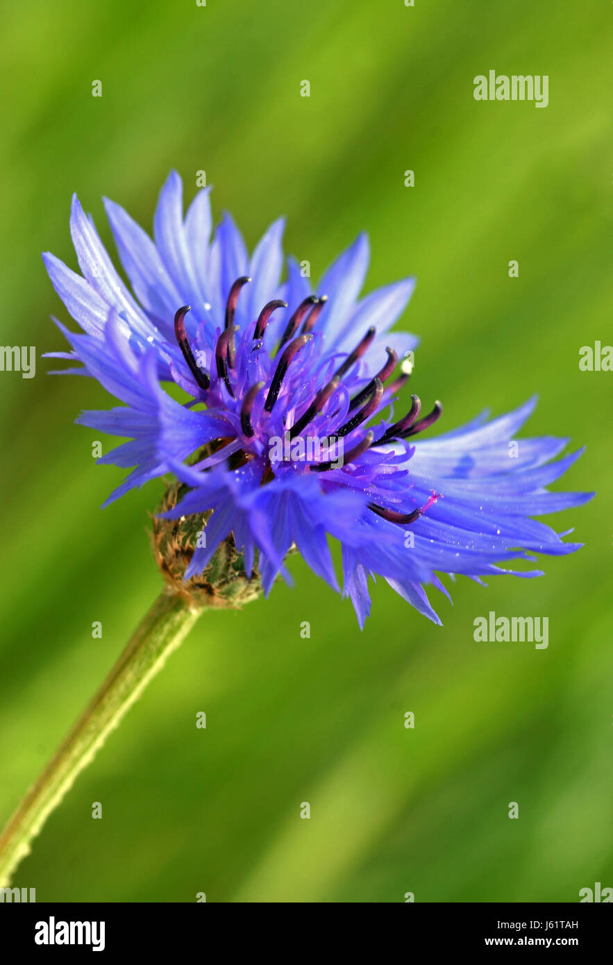 blue flower plant green leaves stalk stem nature cornflower flower ...