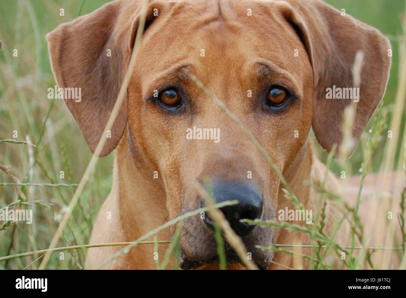 Rhodesian ridge hi-res stock photography and images - Alamy