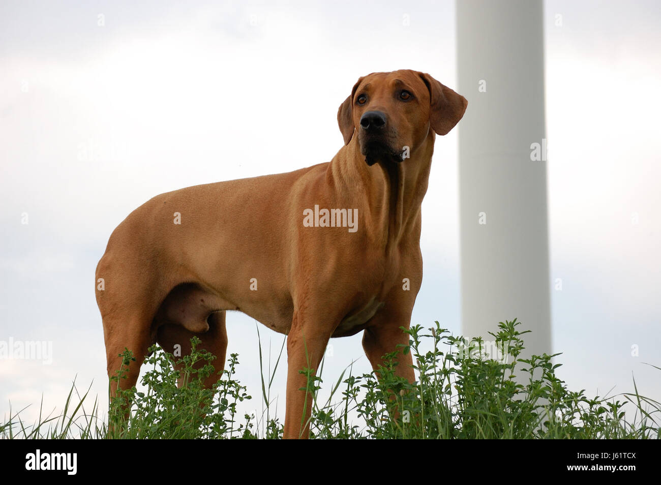 Rhodesian dog hi-res stock photography and images - Alamy