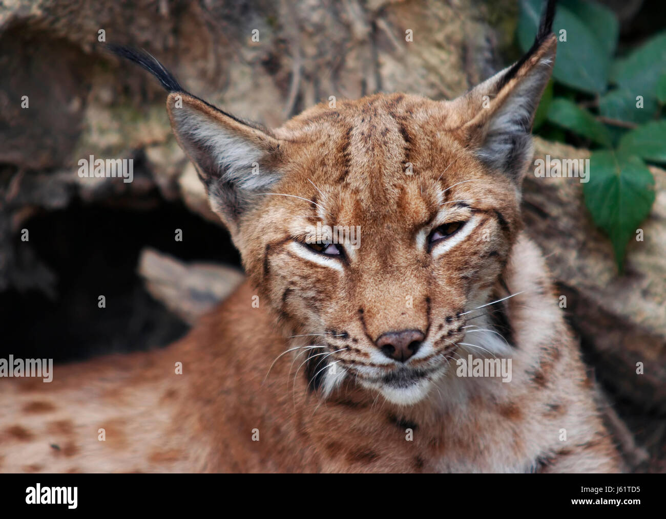 mammal wild eyes energy power electricity electric power predator cat ...