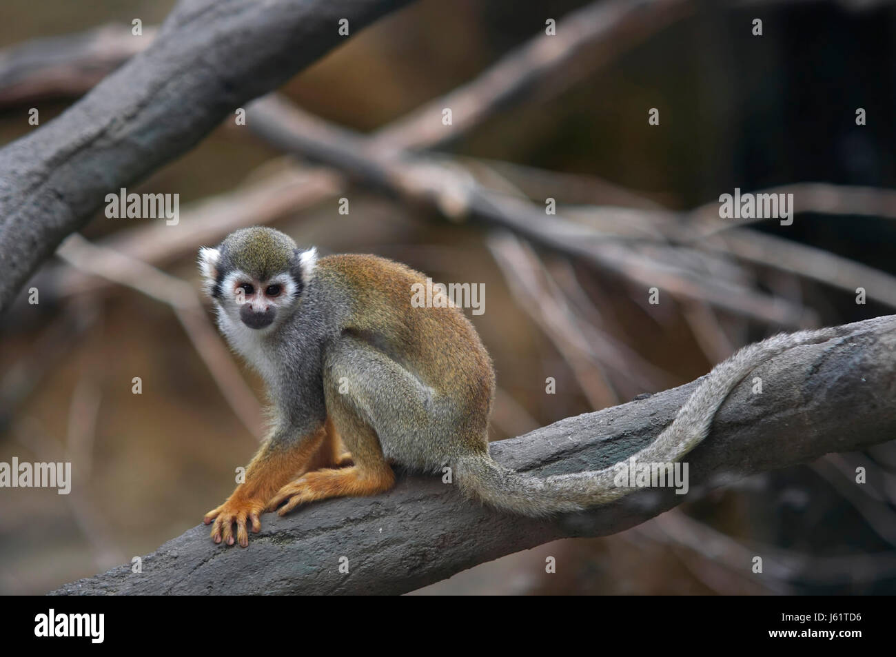 mammal monkey small tiny little short squirrel funny primates animal ...