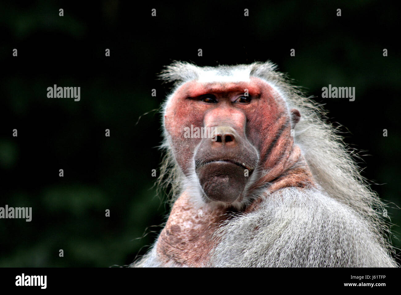 áfrica superior hi-res stock photography and images - Alamy