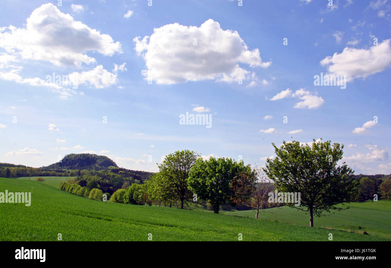tree trees ascent path way meadow firmament sky mountain scenery ...