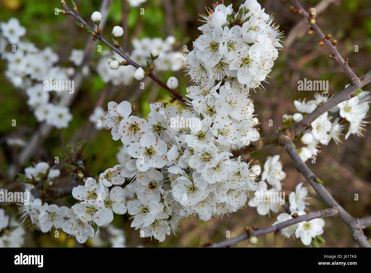 Blossoms Cliffsend Coastal walk Stock Photo - Alamy