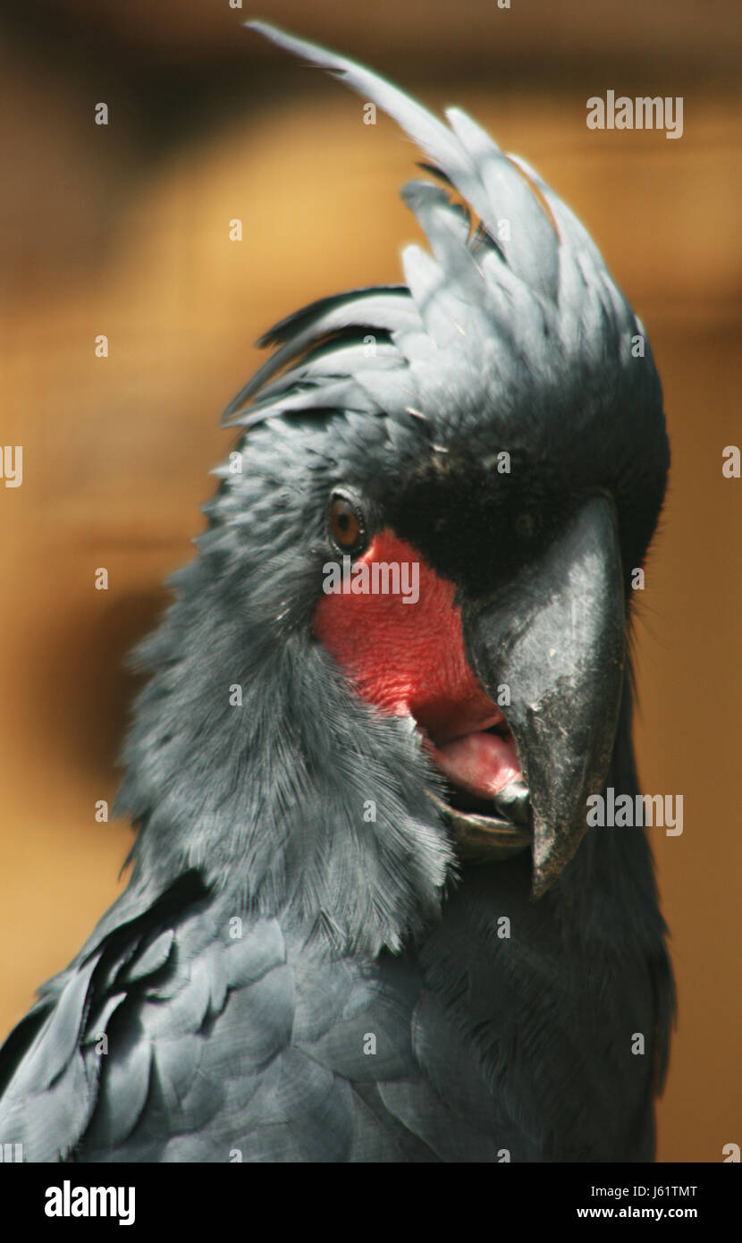 Flying black cockatoo hi-res stock photography and images - Alamy