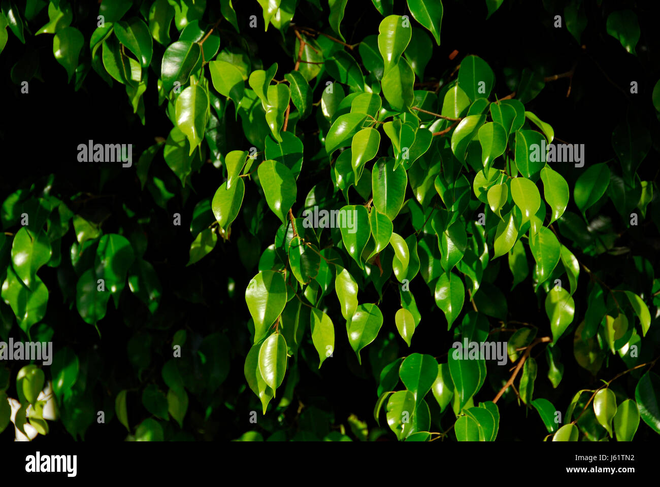 tree deciduous tree shrub plant tree deciduous tree flora shrub plant ...