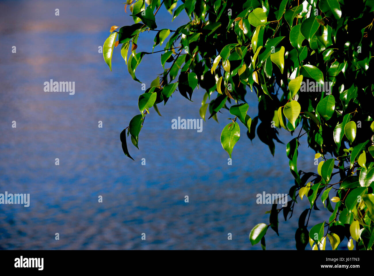 tree deciduous tree shrub plant tree deciduous tree flora shrub plant ...