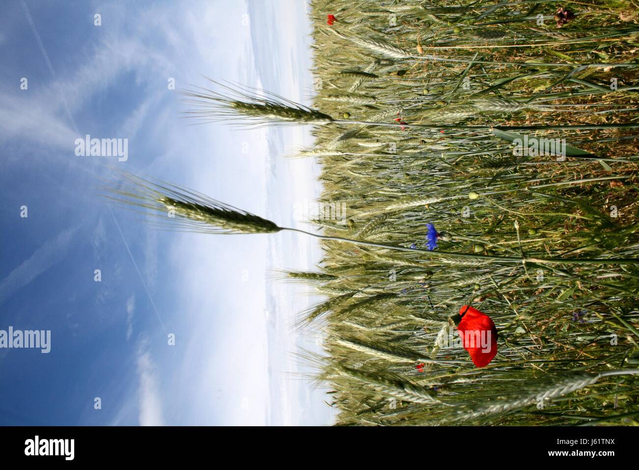 Two ears hi-res stock photography and images - Alamy