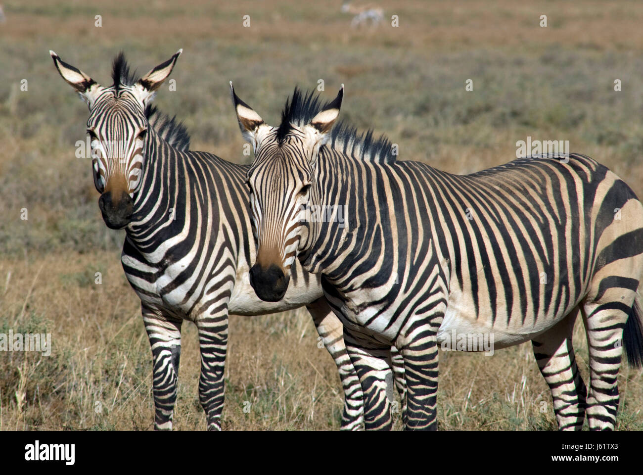 hartmann mountain zebra,equus zebra hartmann Stock Photo - Alamy