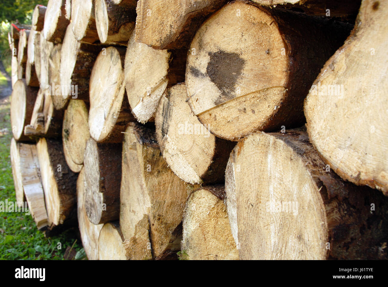 circle log forestry bark heap pile forest ring tree wood trunk timber ...