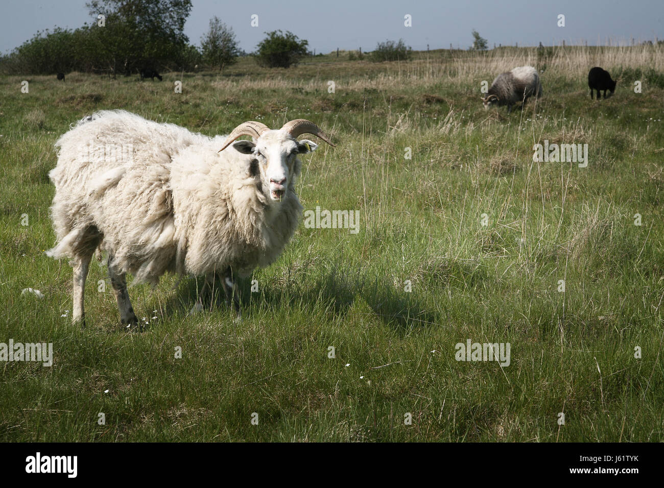 green skin sheep ram hoofed animal meadow willow green skin sheep ram ...