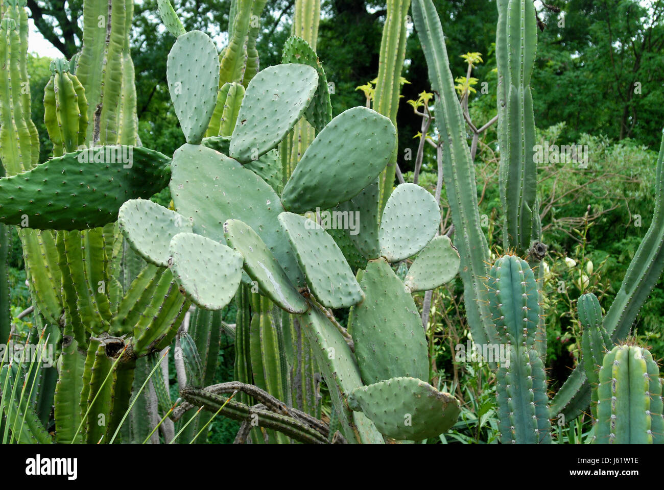 big large enormous extreme powerful imposing immense relevant cacti ...