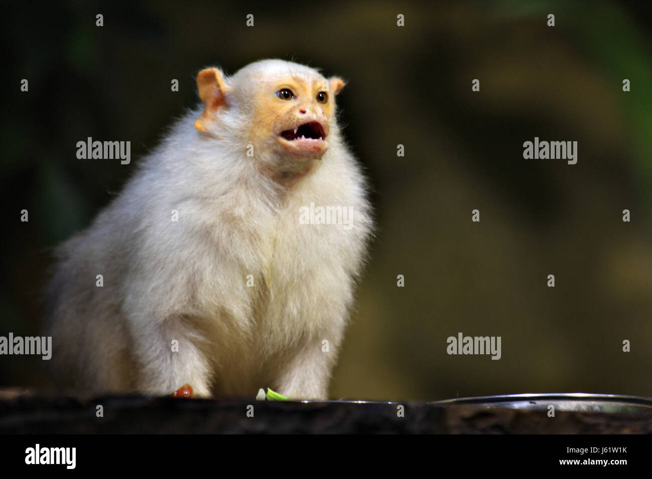 Silberffchen hi-res stock photography and images - Alamy