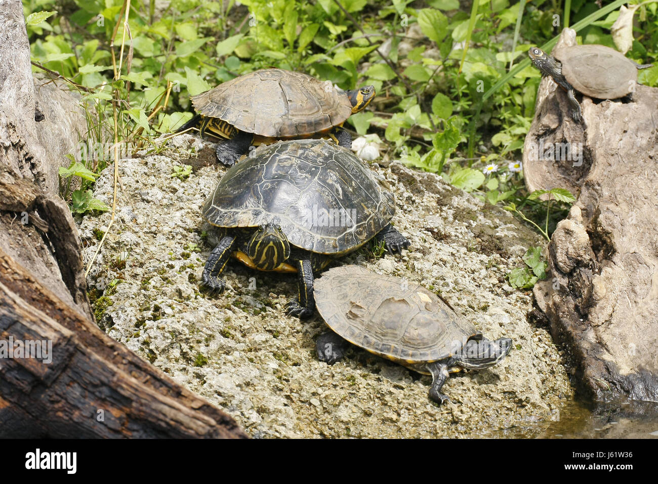 animal reptile swamp armour north america water turtle tortoise animal ...