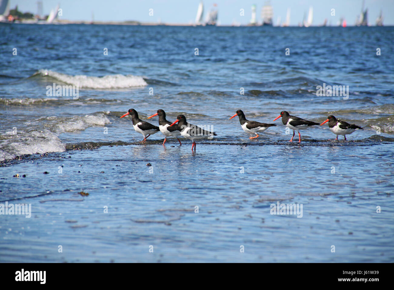 bird water north sea salt water sea ocean birds baltic sea coast ...