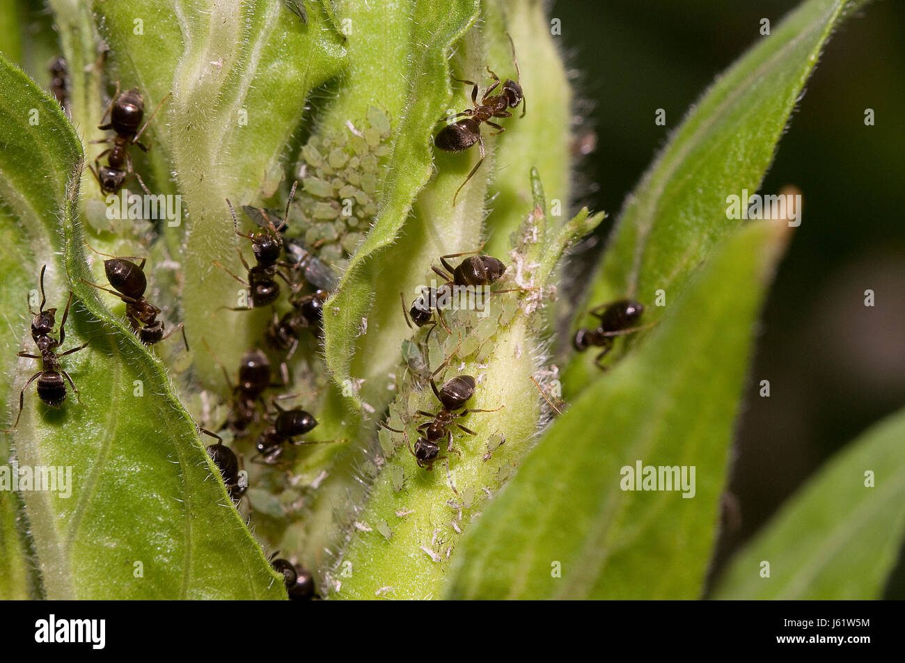 ant breed food aliment macro close-up macro admission close up view ant ...