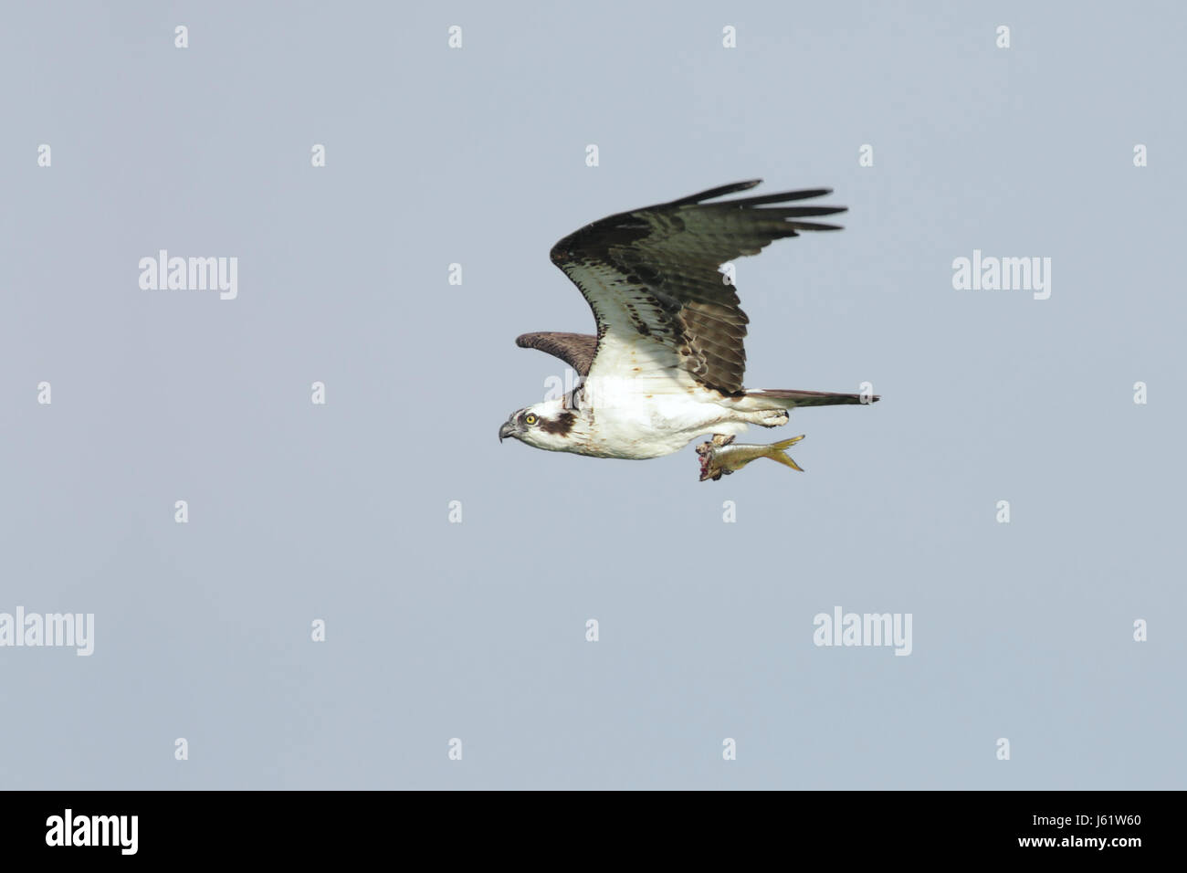 flight bird fish wildlife hawks osprey fly flies flys flying nature ...