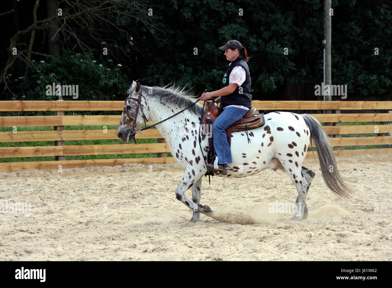 horse rider equestrian ranch woman humans human beings people folk ...
