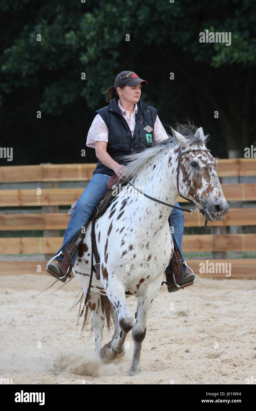 horse rider equestrian ranch woman humans human beings people folk ...
