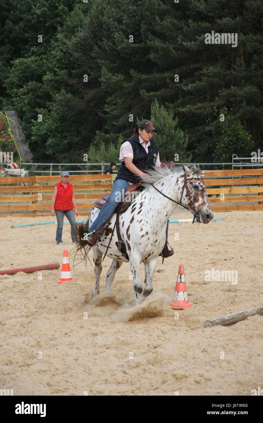 horse rider equestrian ranch woman humans human beings people folk ...