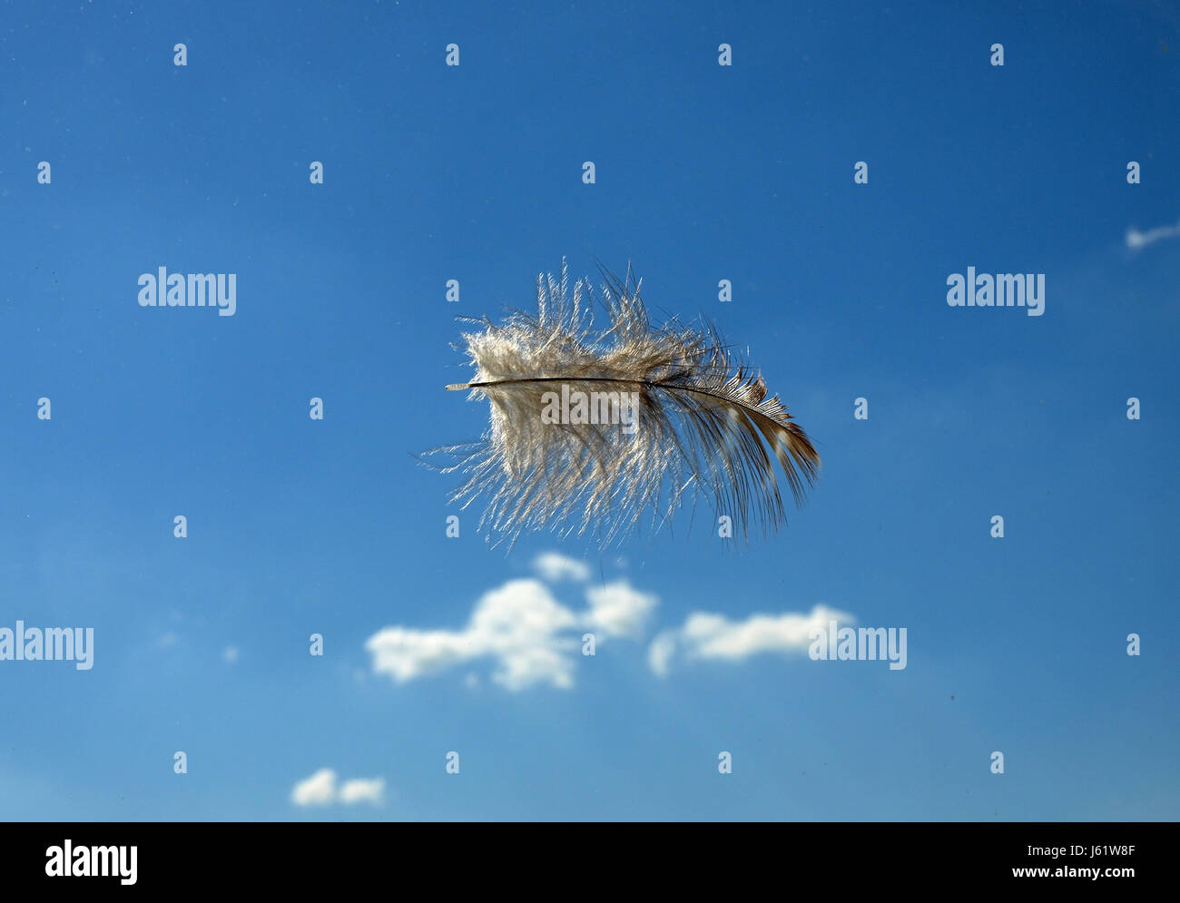 light as a feather Stock Photo - Alamy
