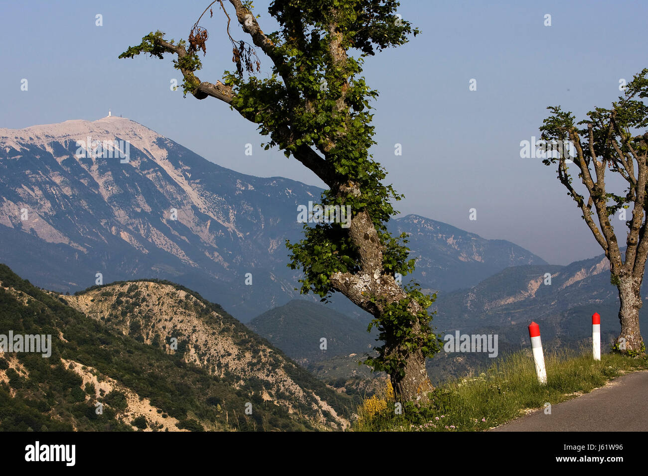 france top of the mountain Provence massif tree trees france top of the ...