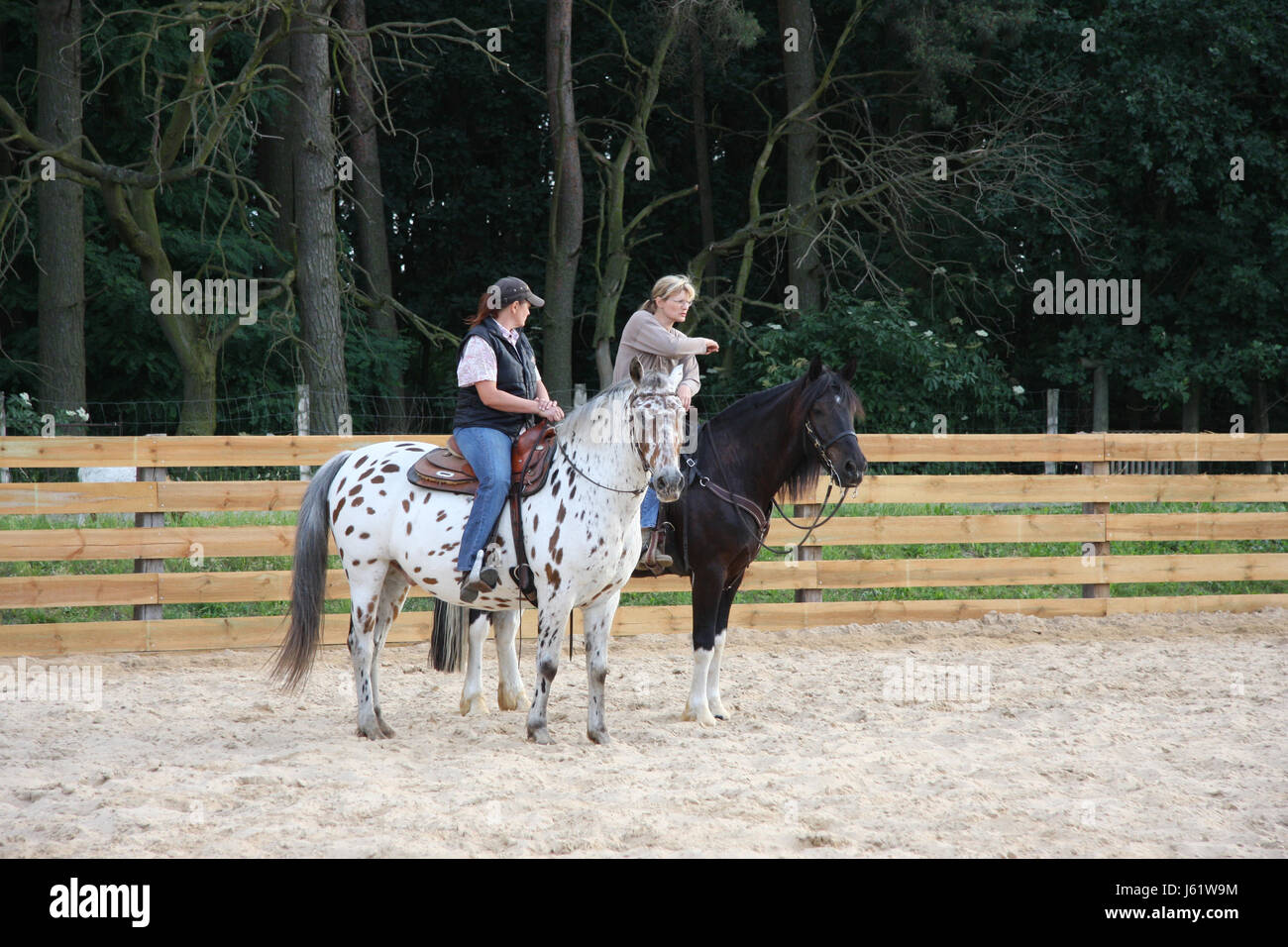 ride horse rider equestrian training ranch horseriding woman humans ...