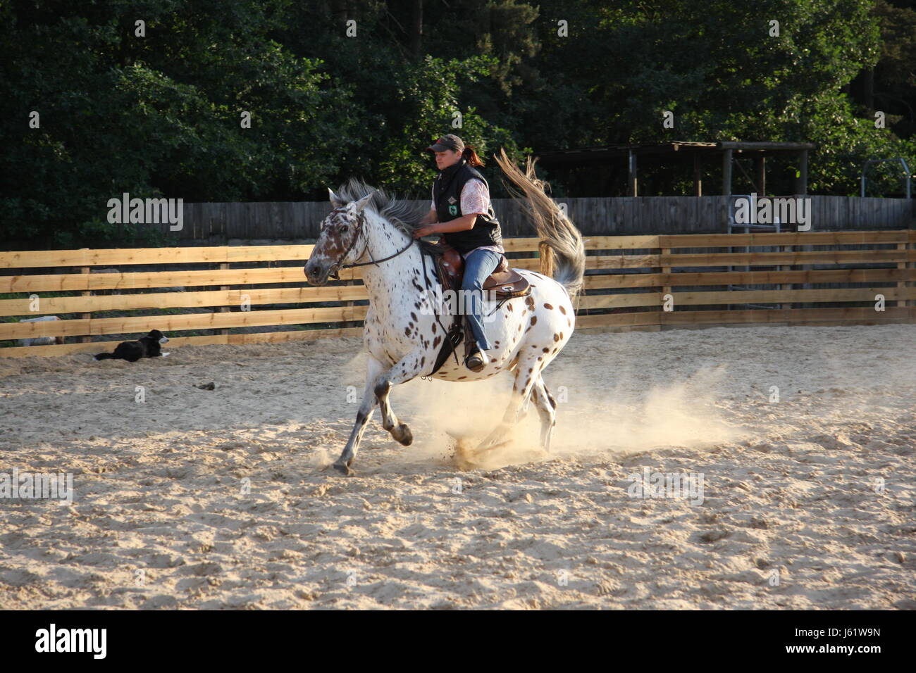 ride horse rider equestrian training ranch horseriding woman humans ...