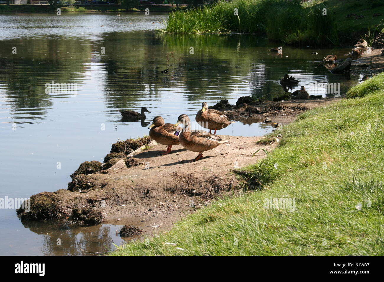 waters park animals ducks duck fresh water lake inland water water park ...