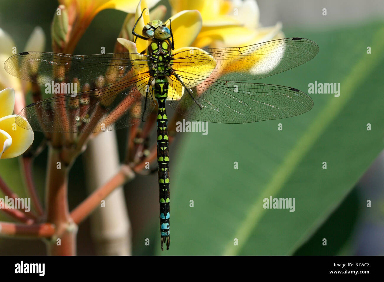 insect insects dragonfly dragonflies emperor king colour insect insects ...
