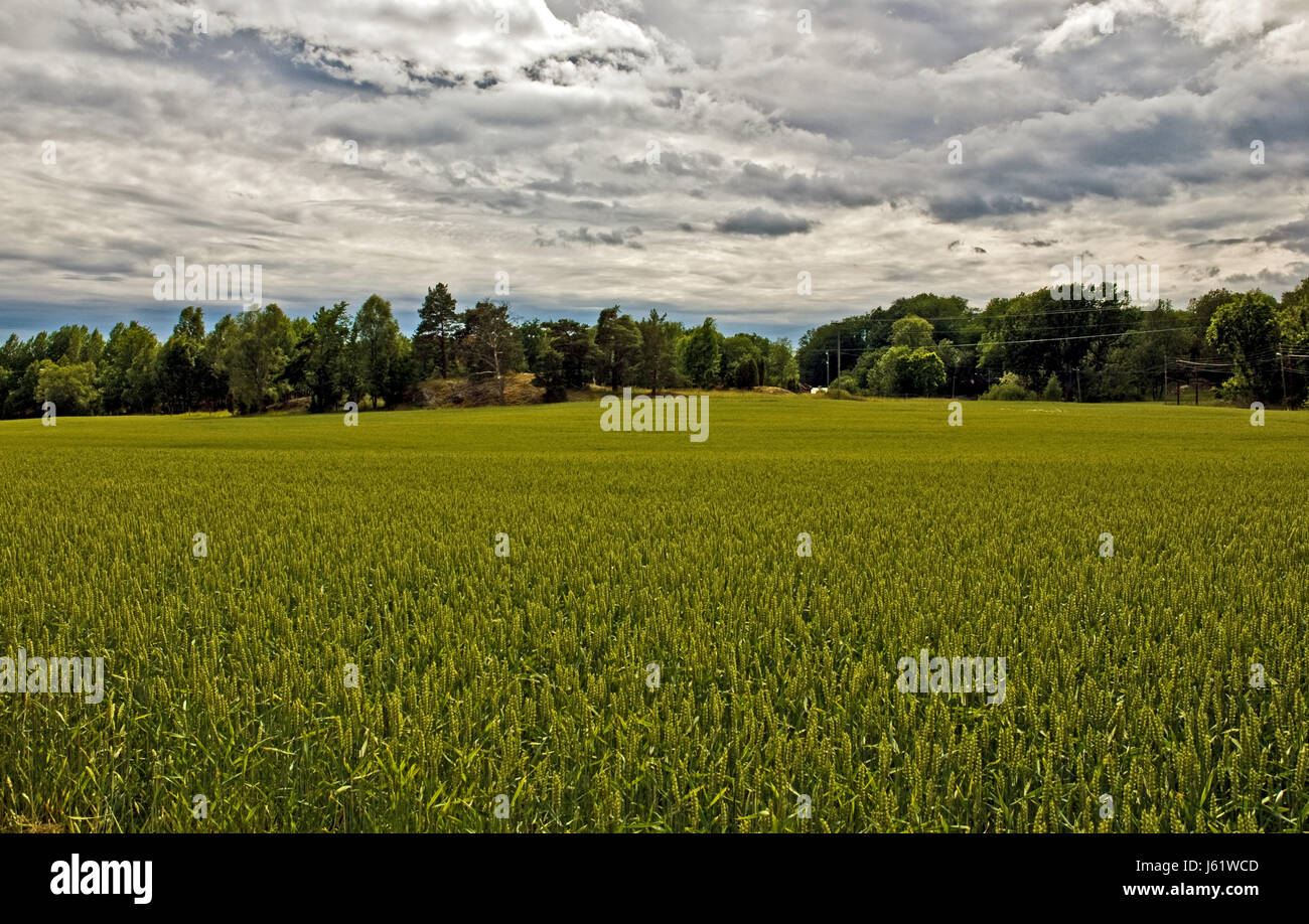 field grain field tree trees agriculture farming field sweden grain ...