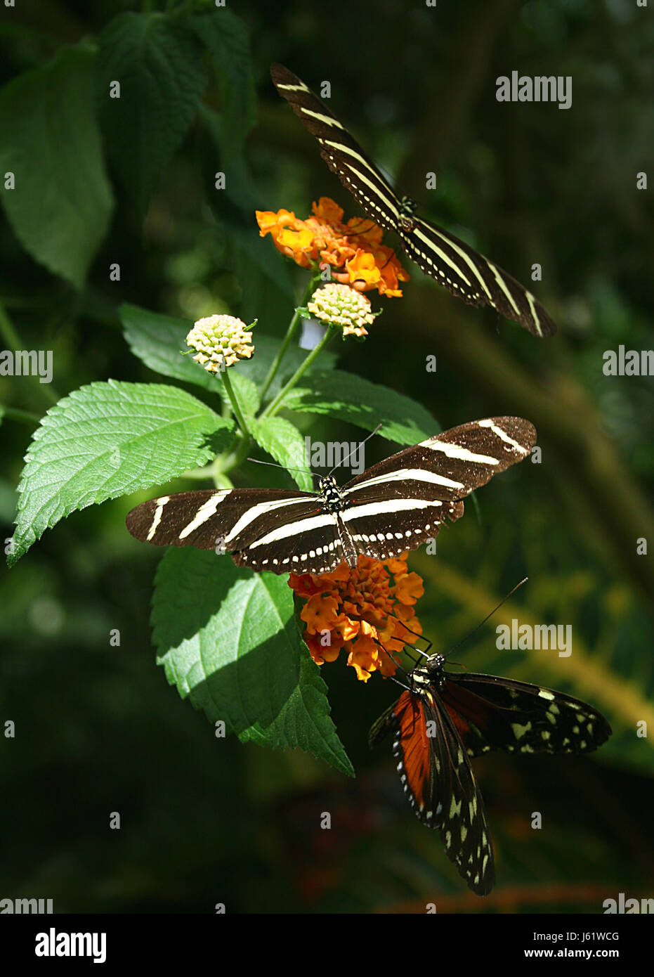 garden botany wing nectar animal world butterfly butterflies gardens ...