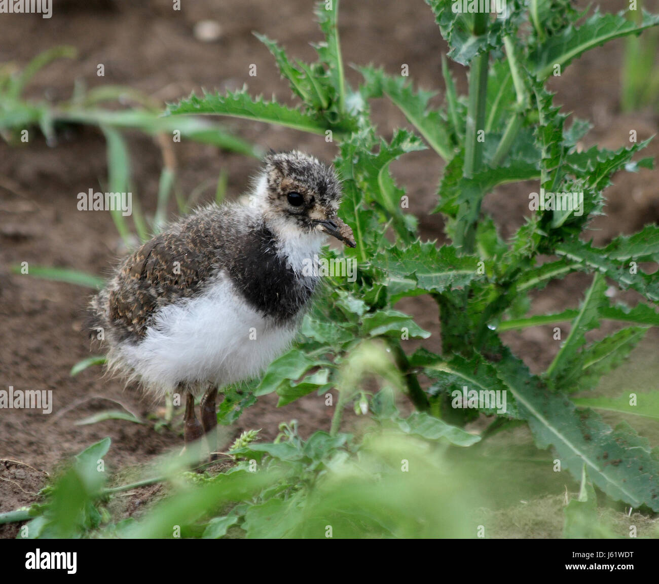 peewit squabs wader waders peewit squabs wader autonomous waders ...