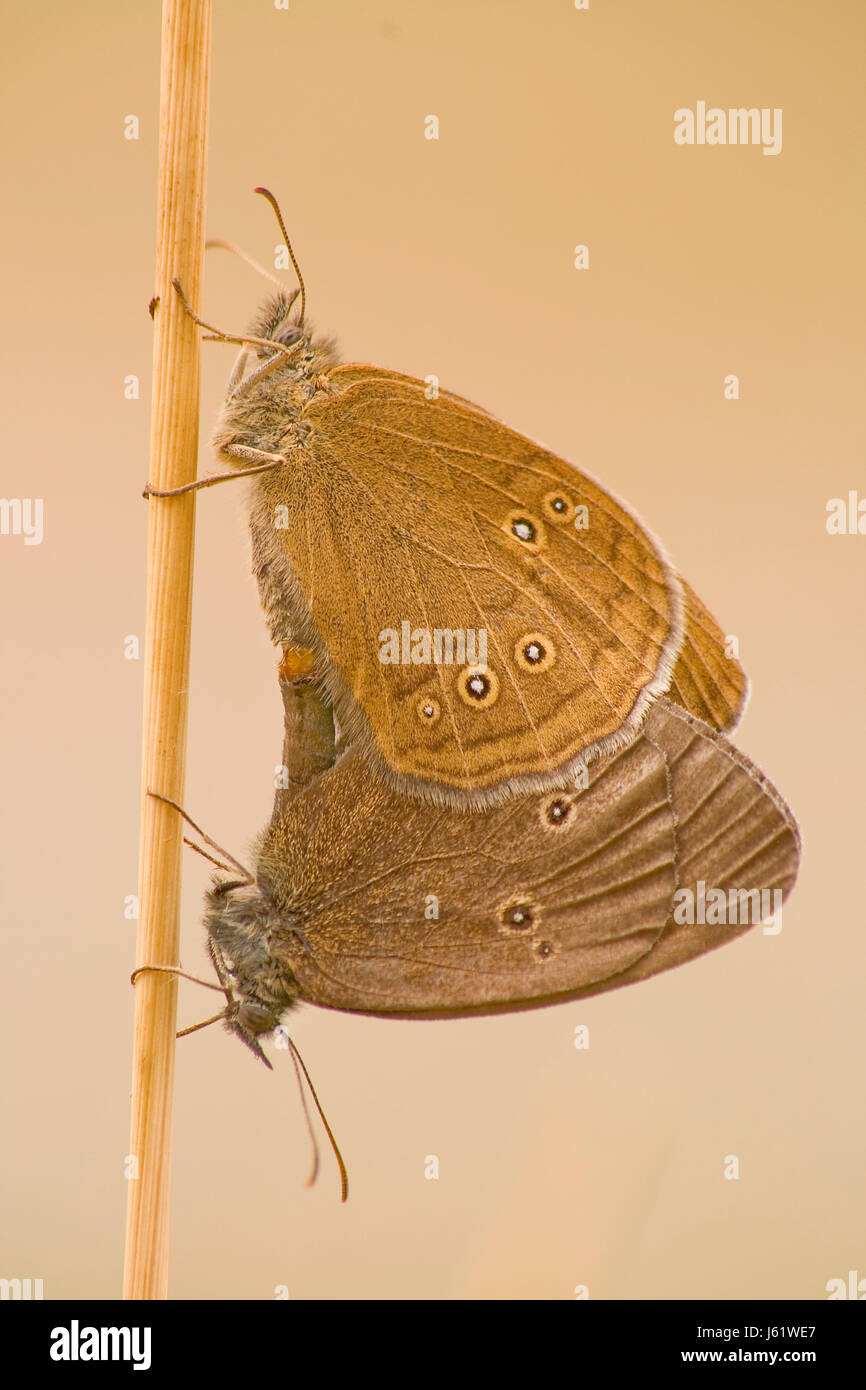 insects moth chimney-sweeper insect mating mate aphantopus hyperantus ...