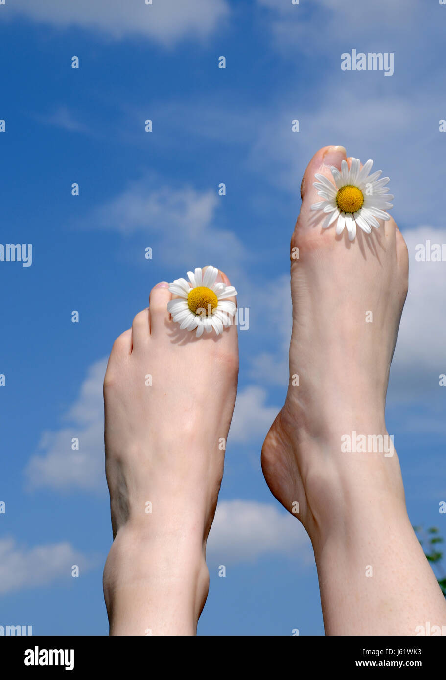 flower plant bloom blossom flourish flourishing marguerite feet toes ...