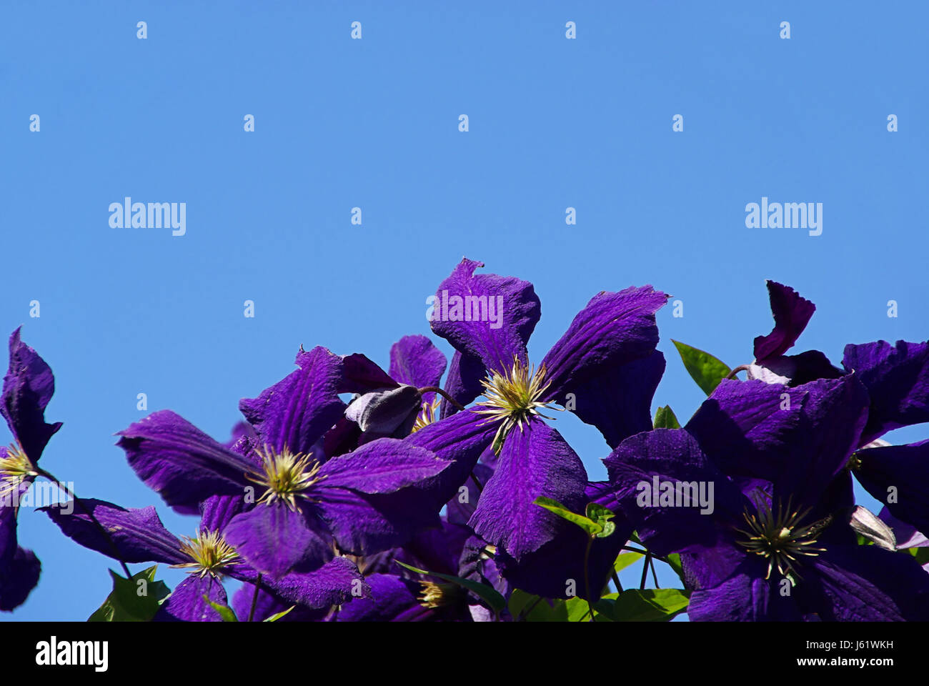 flower plant bloom blossom flourish flourishing clematis climbing plant ...