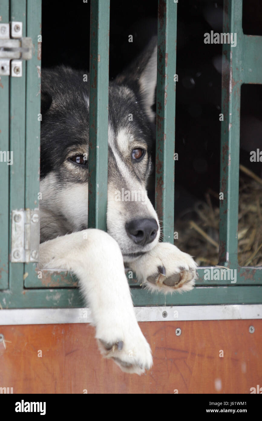 dog dogs sledge siberia room radio silence quietness silence dog ...
