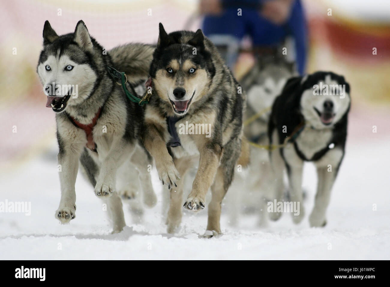 dog dogs railway locomotive train engine rolling stock vehicle means of ...