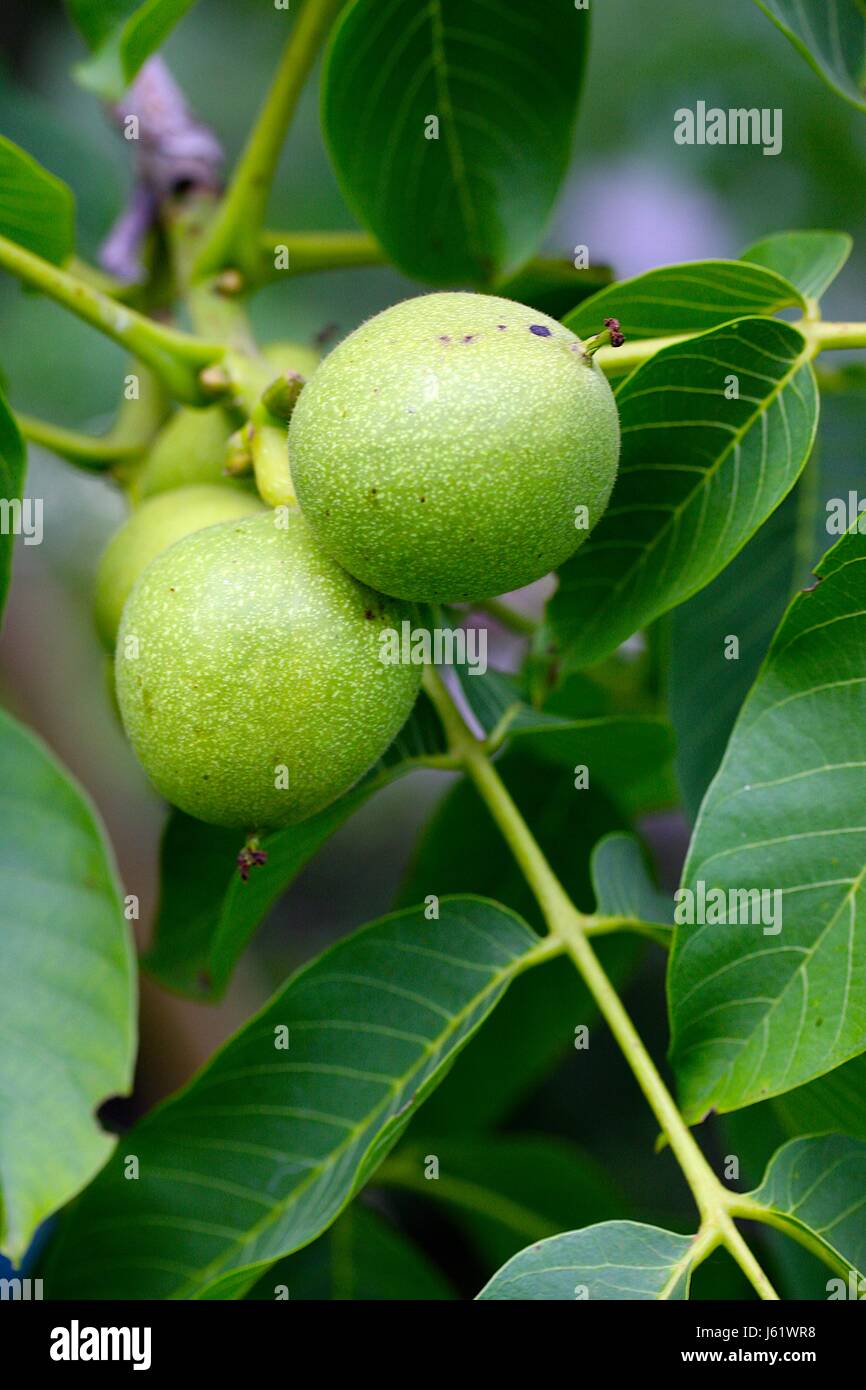 Nusslikr hi-res stock photography and images - Alamy