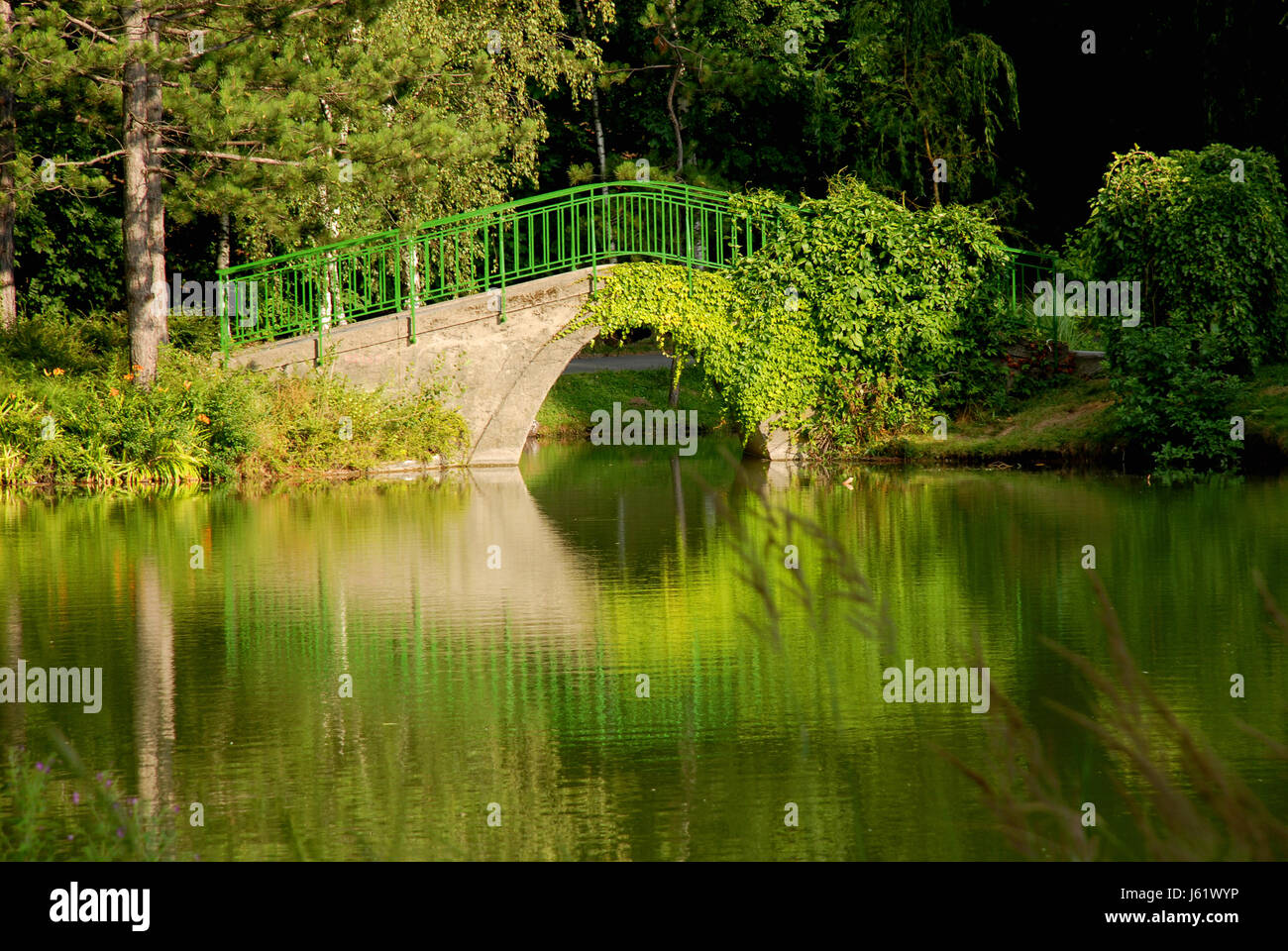 plant flower bridge fresh water pond water arched bridge ivy tree trees ...