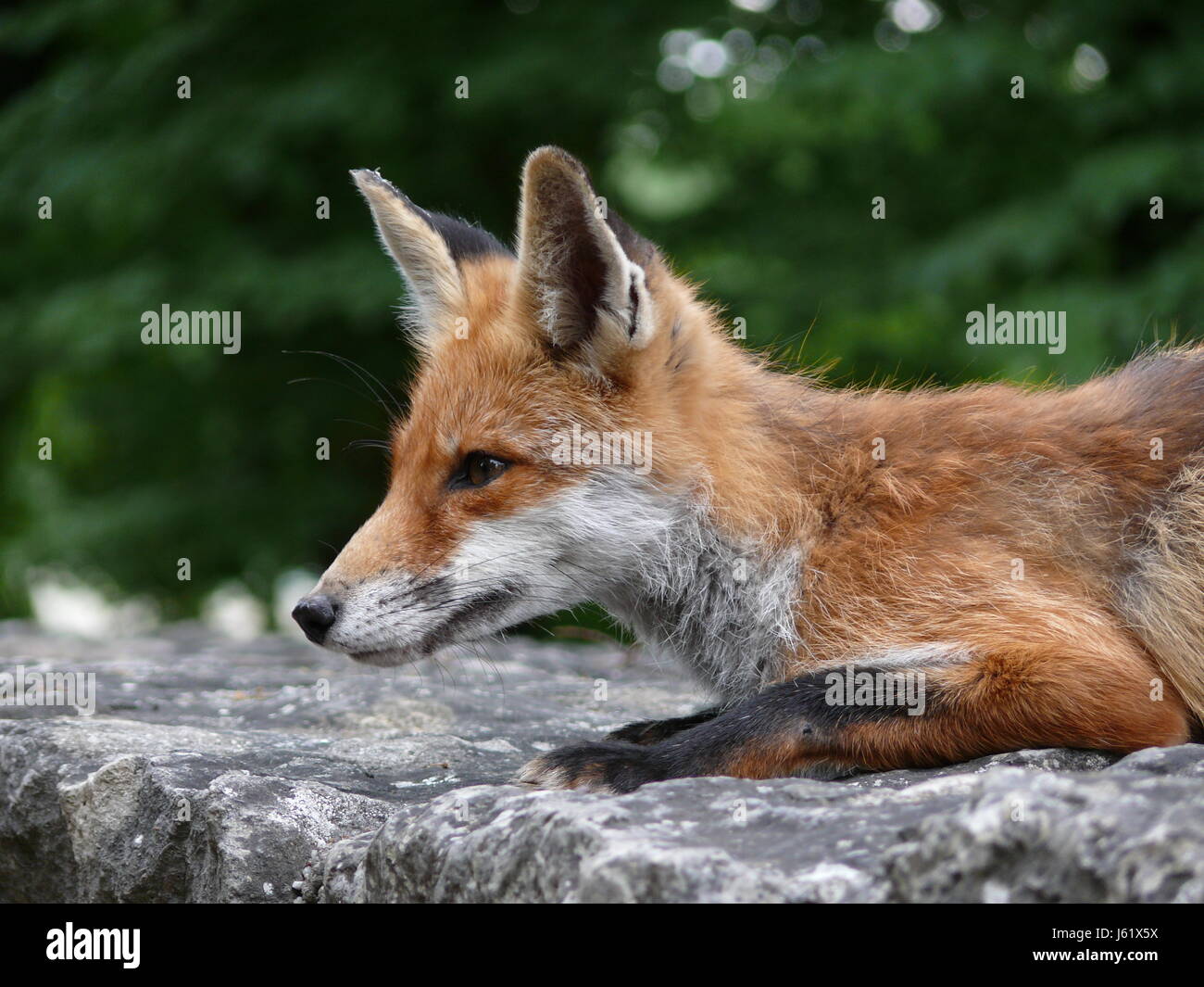 wild portrait ears skin nose predator fox muzzle listen animal mammal ...