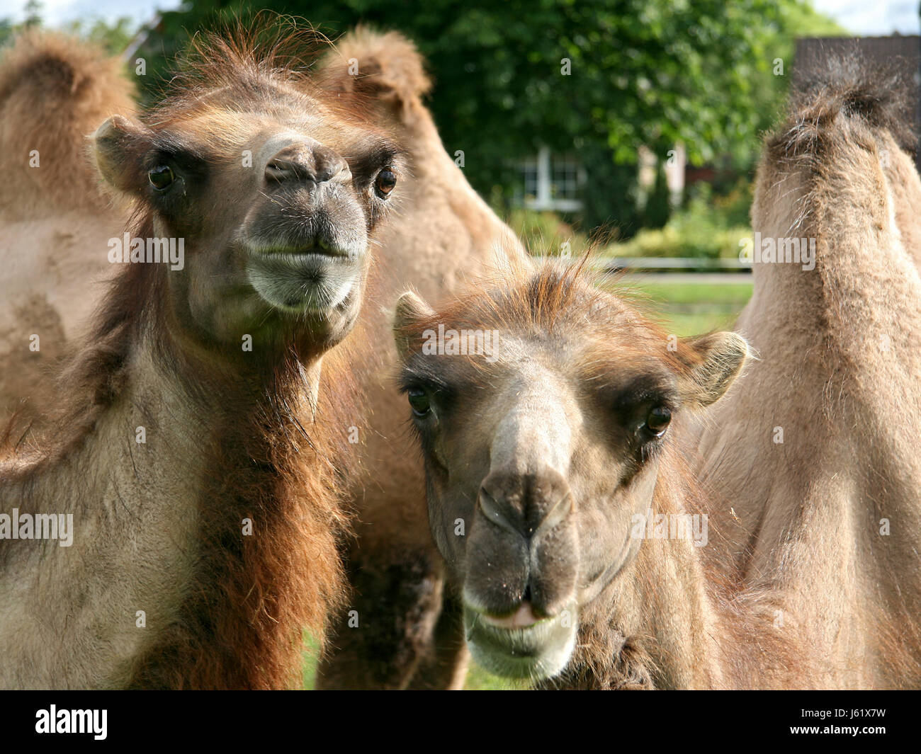 Camelus bactrianus bactrianus baktrisches kamel hi-res stock ...