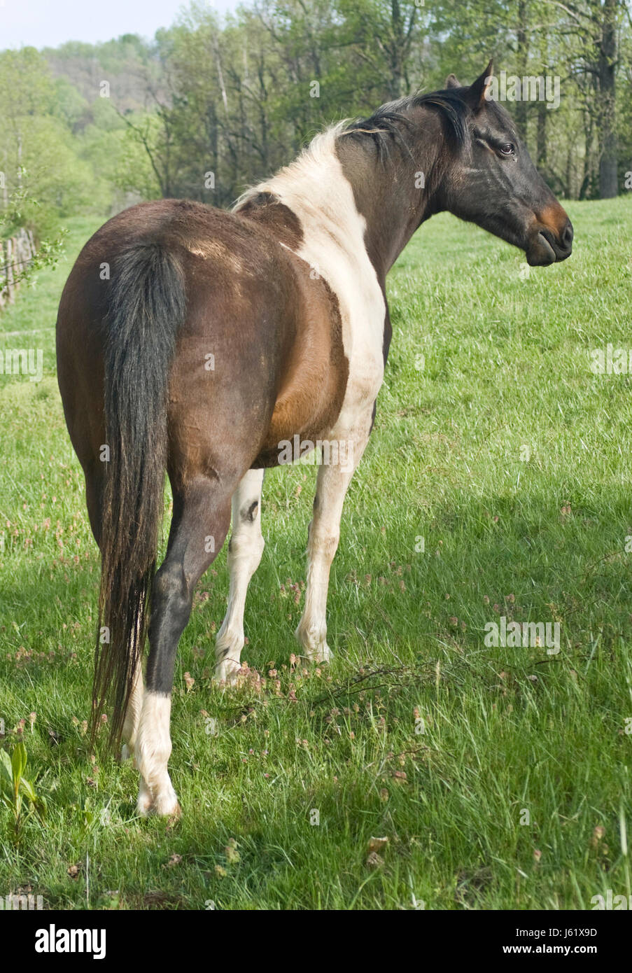 horse animal mammal livestock farm country pasture rural peasant tree ...