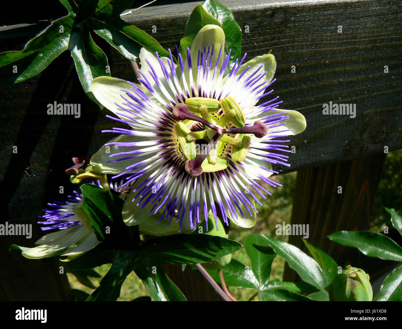 climbing plant blueness passion fruit passionflower blue beautiful ...