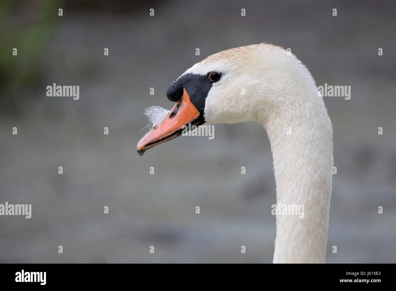 Sidelong glance hi-res stock photography and images - Alamy