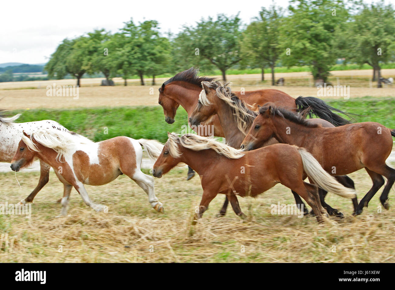 Side of horse hi-res stock photography and images - Alamy