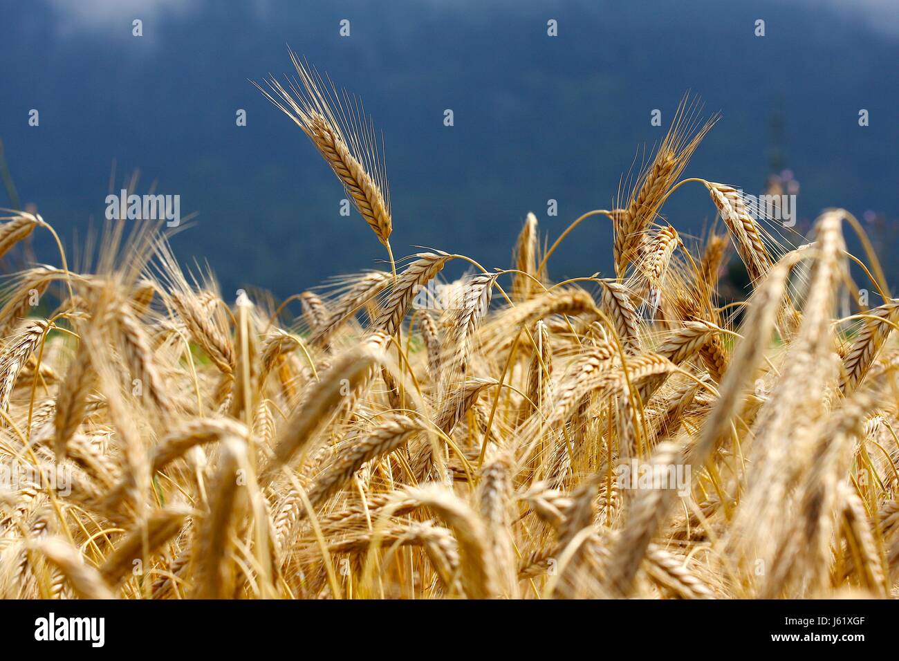 wheat wheat field harvest nature grain cereal natural wheat wheat field ...
