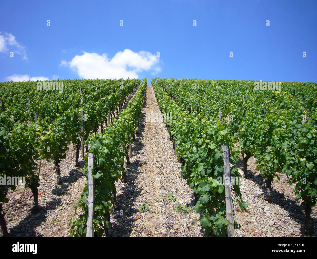 cloud vineyard firmament sky vine grape vine grape-vine francs blue ...