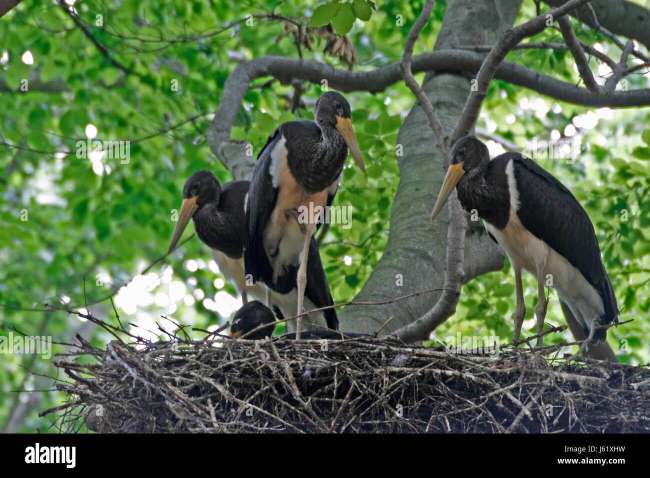 green storks beech den fledged wait waiting upstairs black swarthy ...