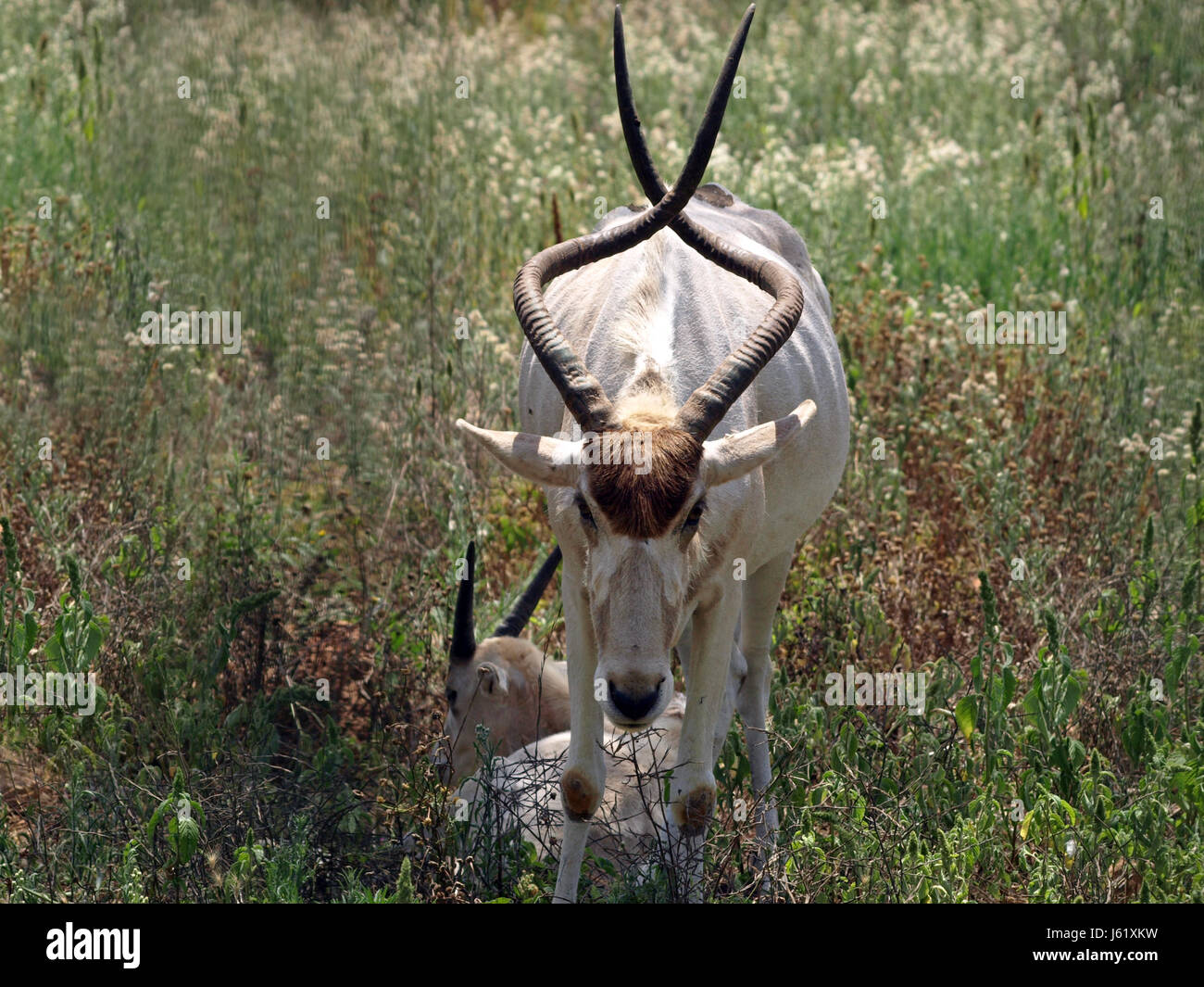 africa offspring wildlife protect protection young animal antelope ...
